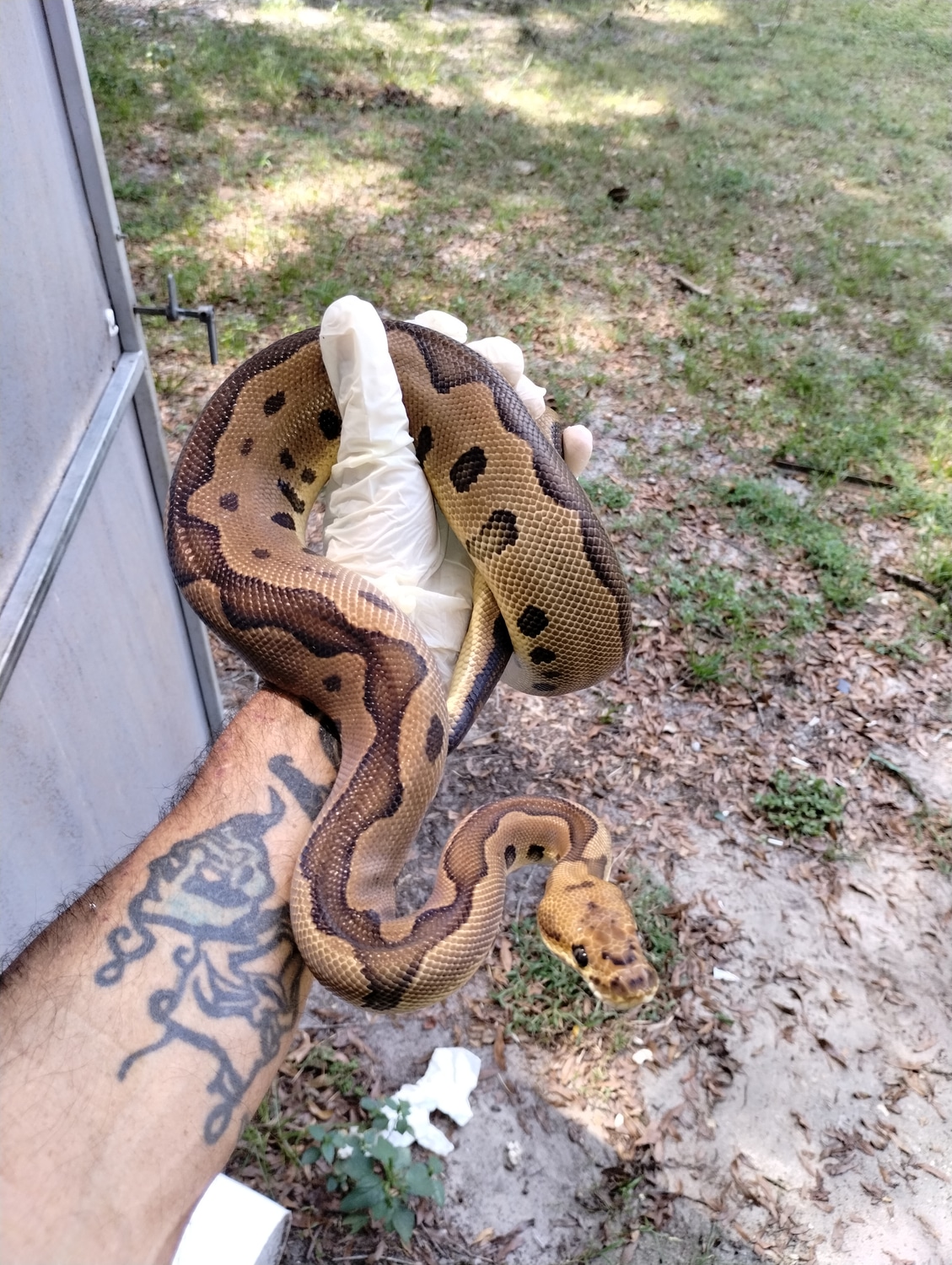 Leopard Blade Clown Ball Python by Coopers Creations - MorphMarket