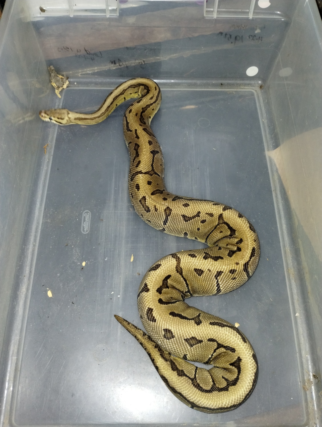 Vanilla Pinstripe Acid Ball Python by Coopers Creations - MorphMarket