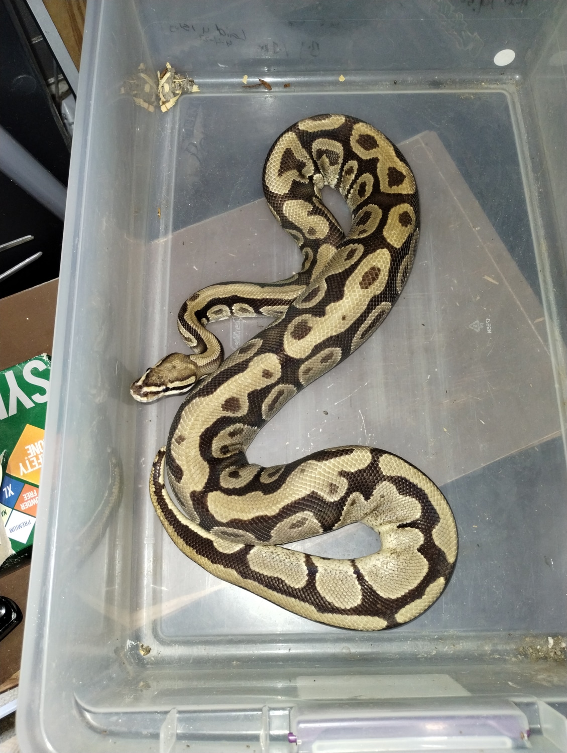 Fire Ball Python by Coopers Creations - MorphMarket