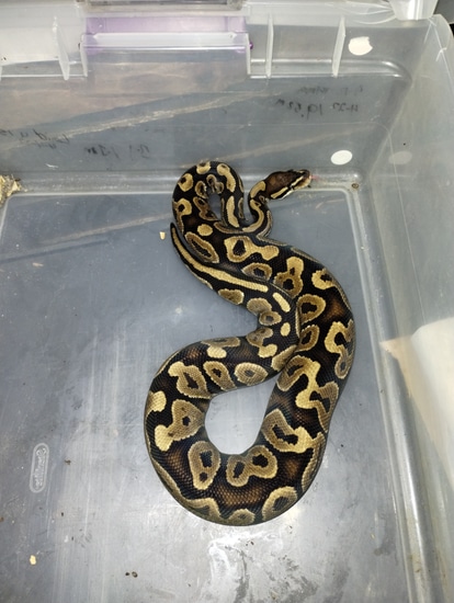 Special Yellowbelly Ball Python by Coopers Creations