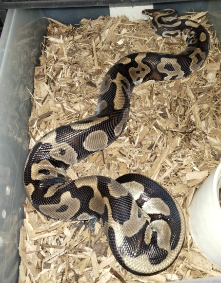Leopard Het Desert Ghost Ball Python by Coopers Creations