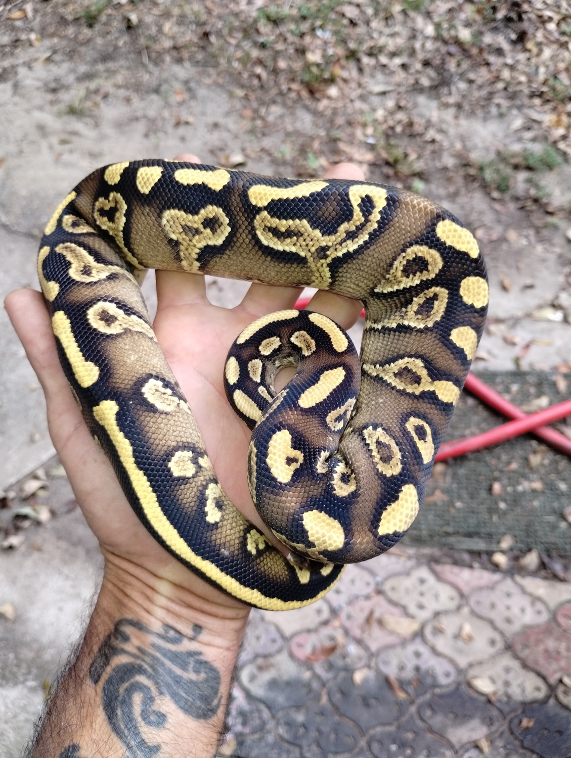 Phantom Smuggler Yellowbelly Ball Python by Coopers Creations - MorphMarket