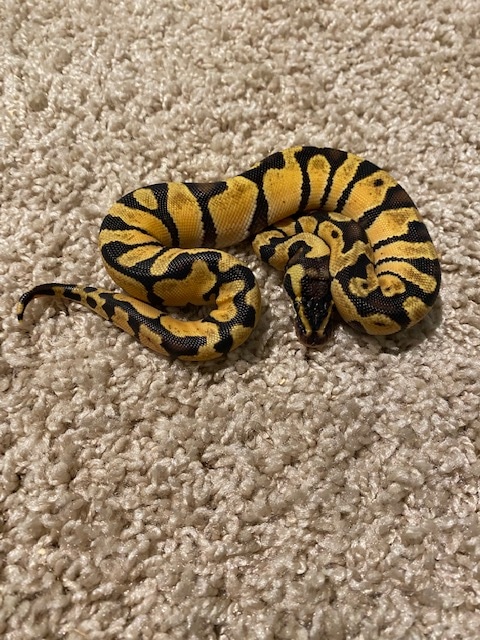 Pastel Enchi Het Albino Ball Python by Unity Reptiles - MorphMarket