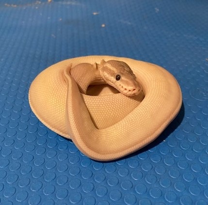 Mojave Mystic Ball Python by Unity Reptiles