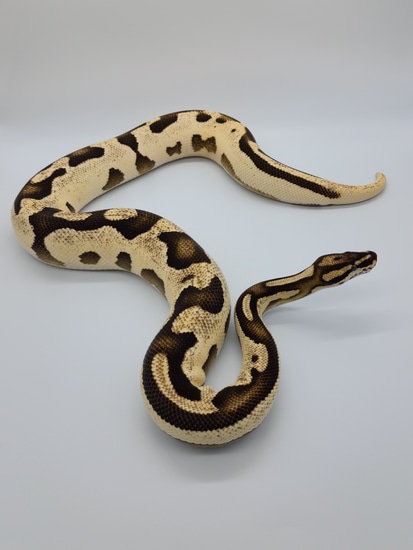 Super Orange Dream, Leopard, Fire Ball Python by SDG Pythons
