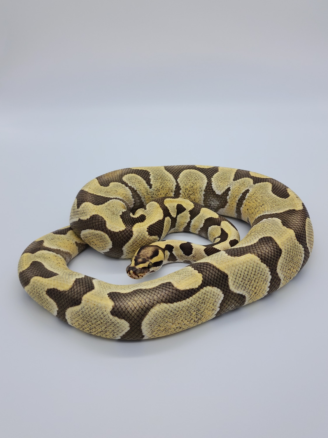 Desert Ghost, Enchi Ball Python by SDG Pythons - MorphMarket