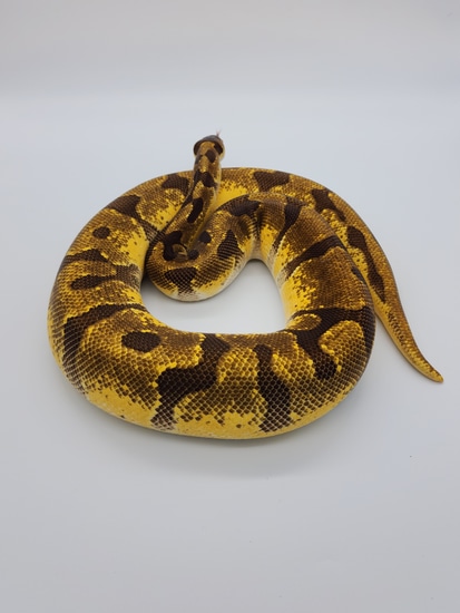 HI Orange Dream, Super Enchi Ball Python by SDG Pythons