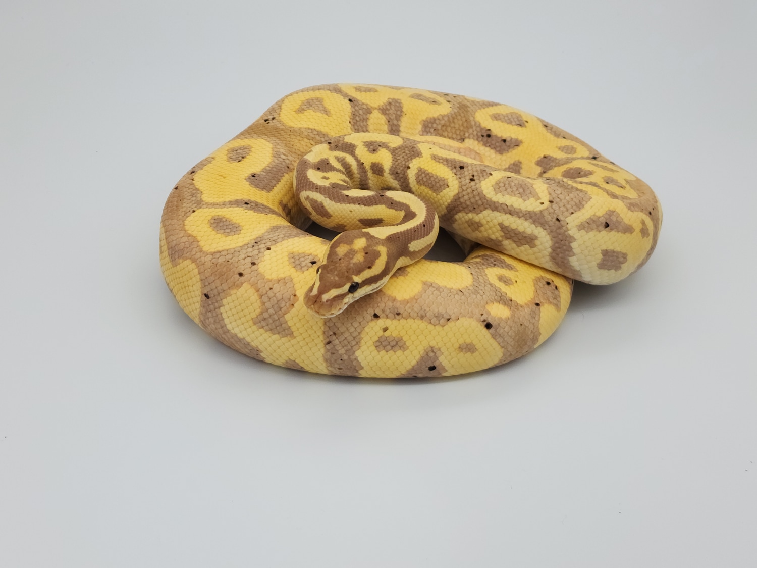 Banana, Leopard (100 Het Clown) Ball Python by SDG Pythons - MorphMarket