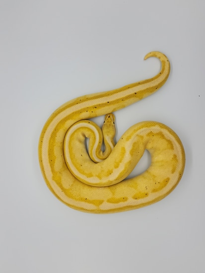 Genetic Stripe, Banana, Pastel Ball Python by SDG Pythons