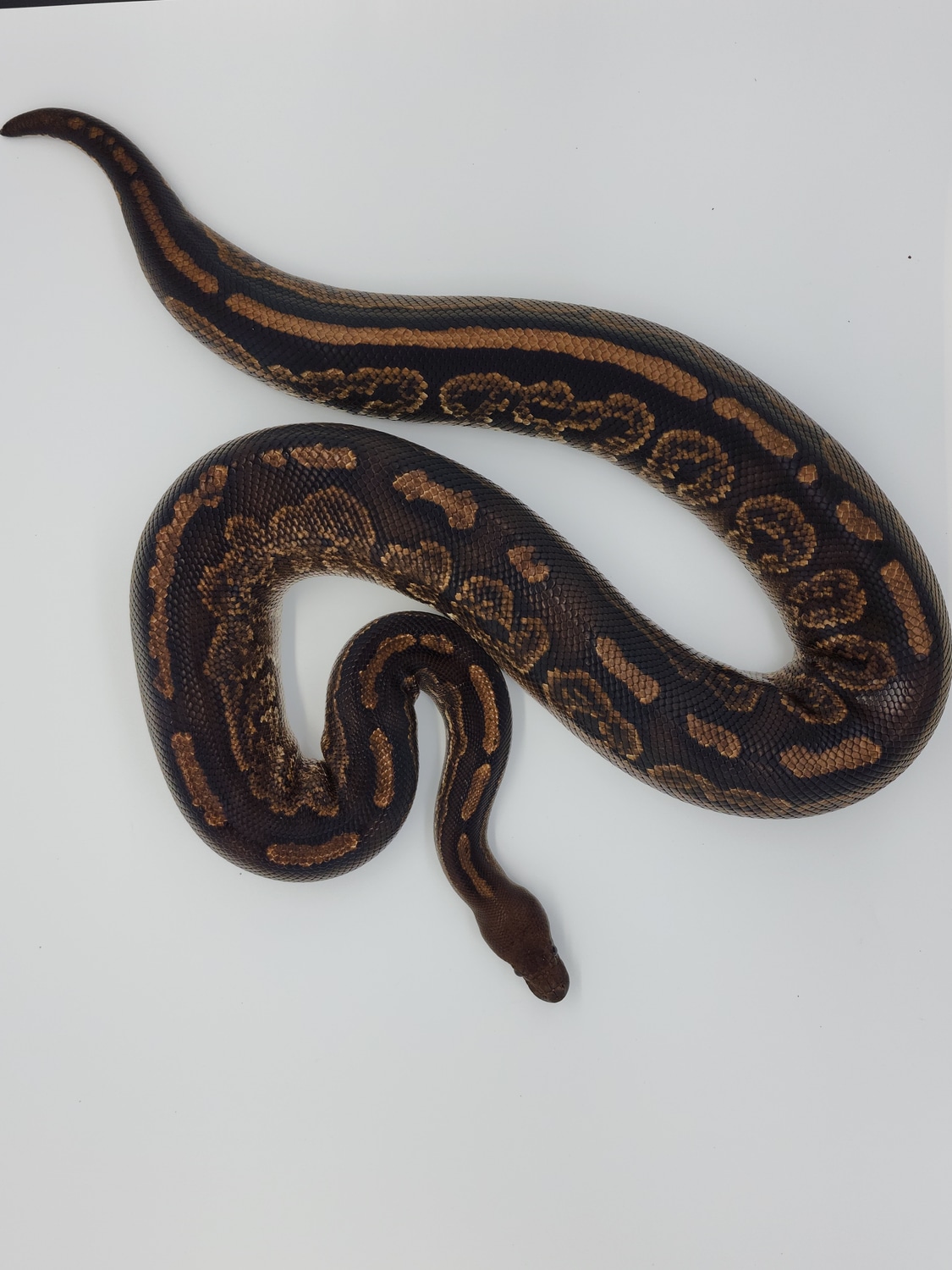 Mahogany, Black Pastel Ball Python by SDG Pythons - MorphMarket