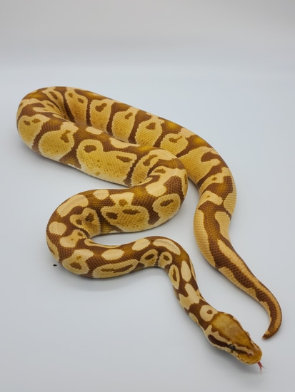 Ultramel, Pastel Ball Python by SDG Pythons