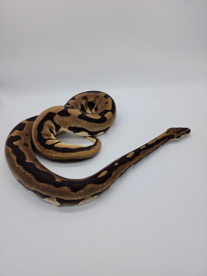 Leopard, Spotnose, Prob OD (100 Het Desert Ghost) Ball Python by SDG ...