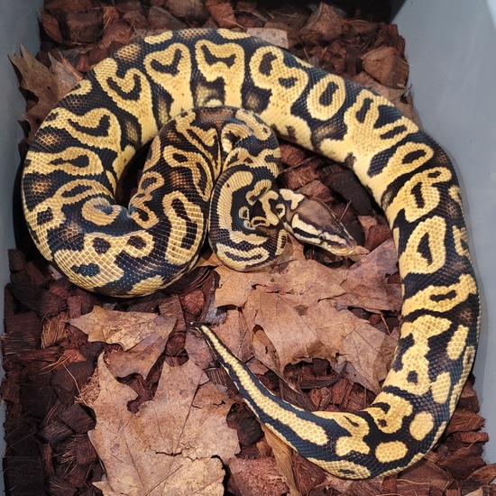 Blitz, Pastel, YB Ball Python by SDG Pythons