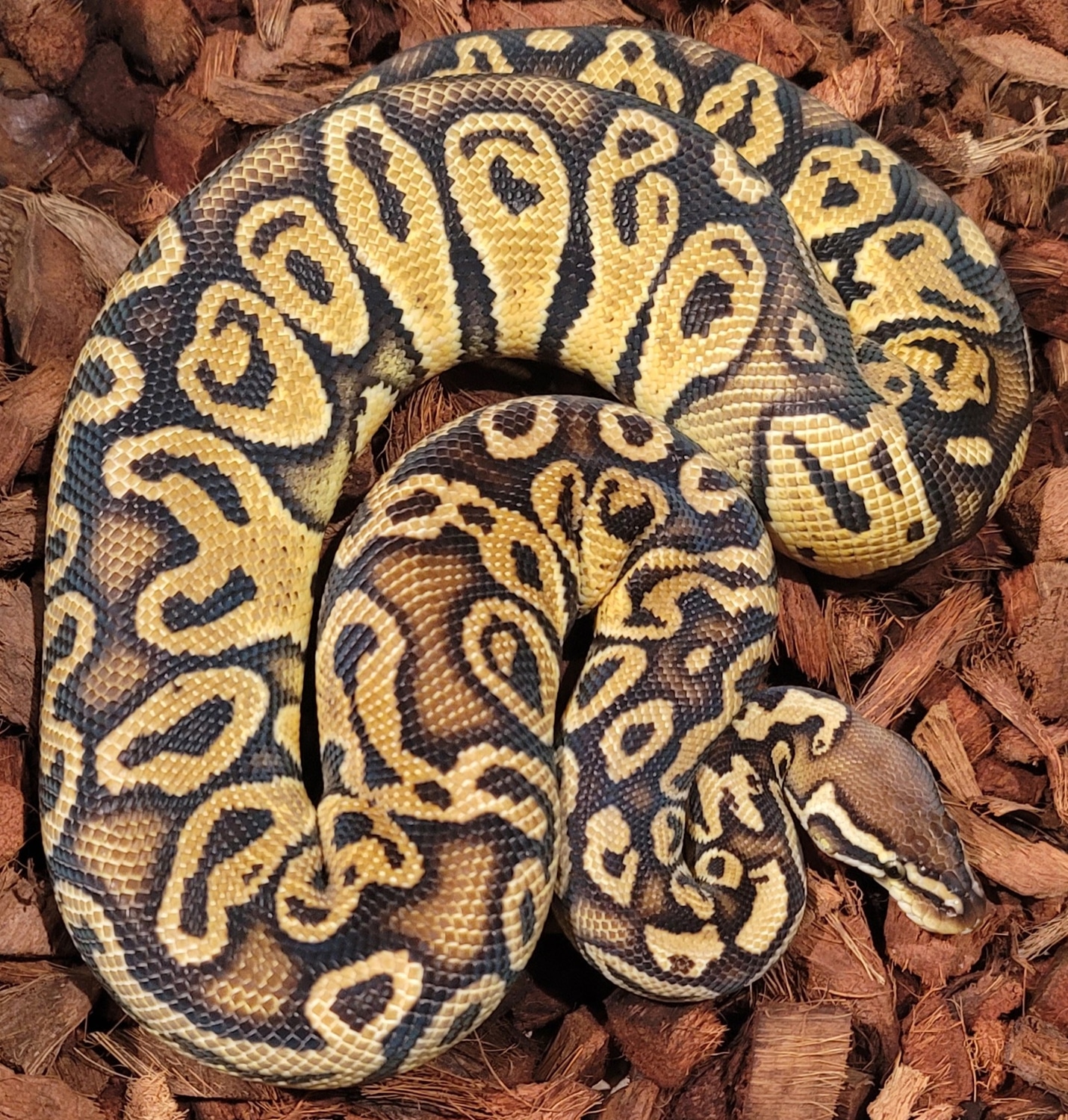 Blitz, Pastel Ball Python by SDG Pythons - MorphMarket