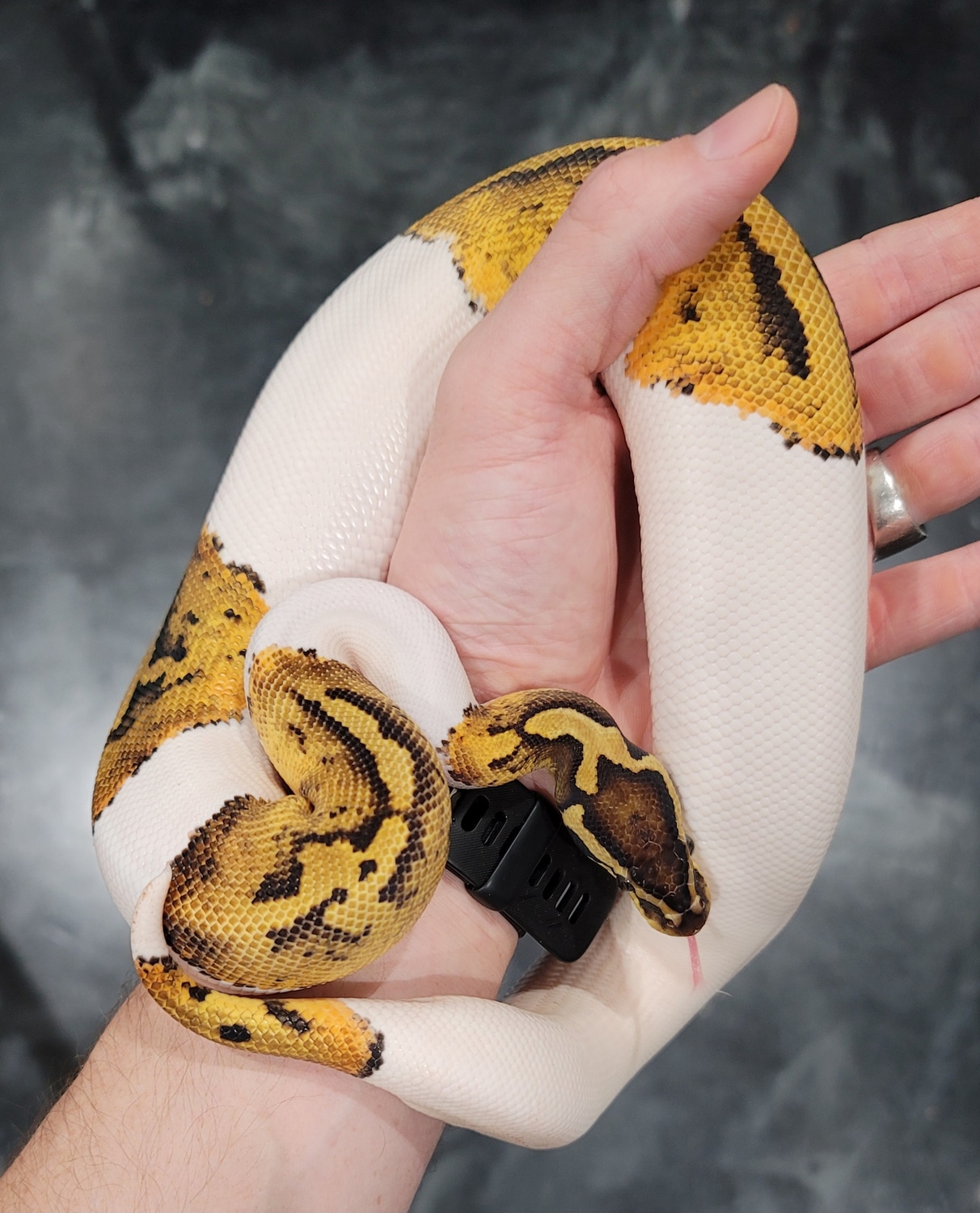 Piebald, Pastel, (Poss GeneX, YB) Ball Python by SDG Pythons - MorphMarket