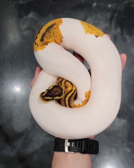 Piebald, Pastel, (Prob GeneX, YB) Ball Python by SDG Pythons