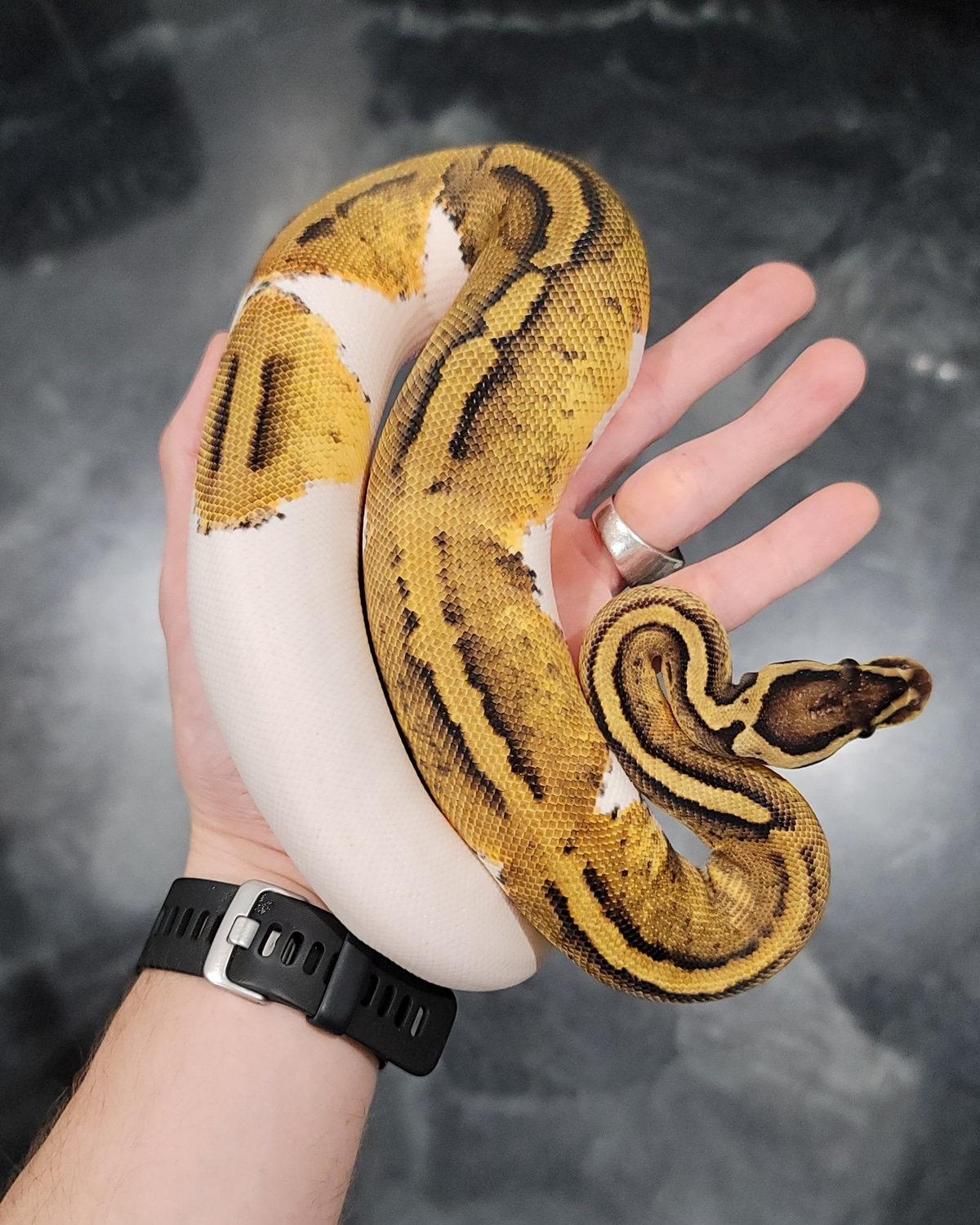 Piebald, Pastel, (Poss GeneX, Prob YB) Ball Python by SDG Pythons - MorphMarket