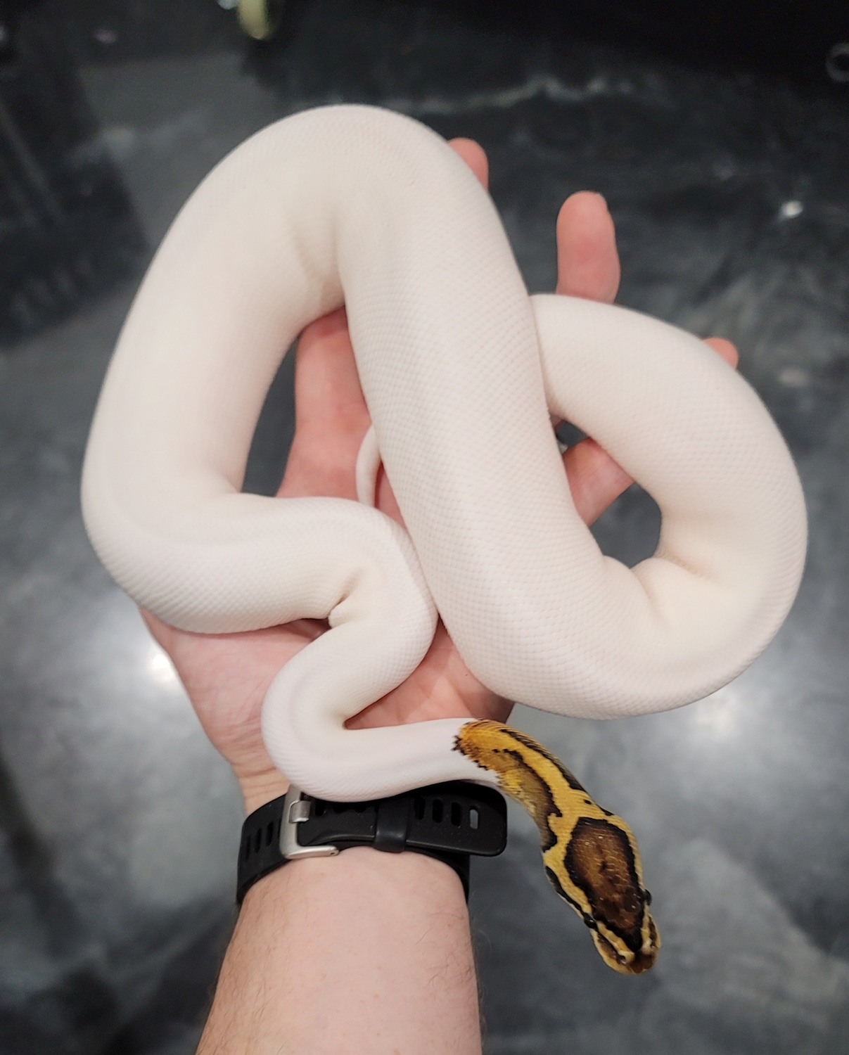 Piebald, Pastel, (Poss Genex, Poss YB) Ball Python by SDG Pythons - MorphMarket
