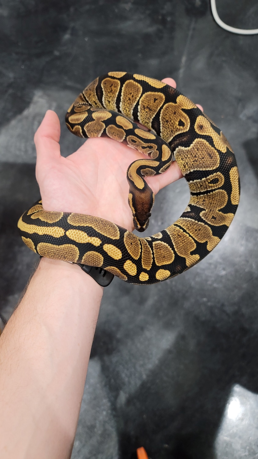Marvel Ball Python by SDG Pythons - MorphMarket