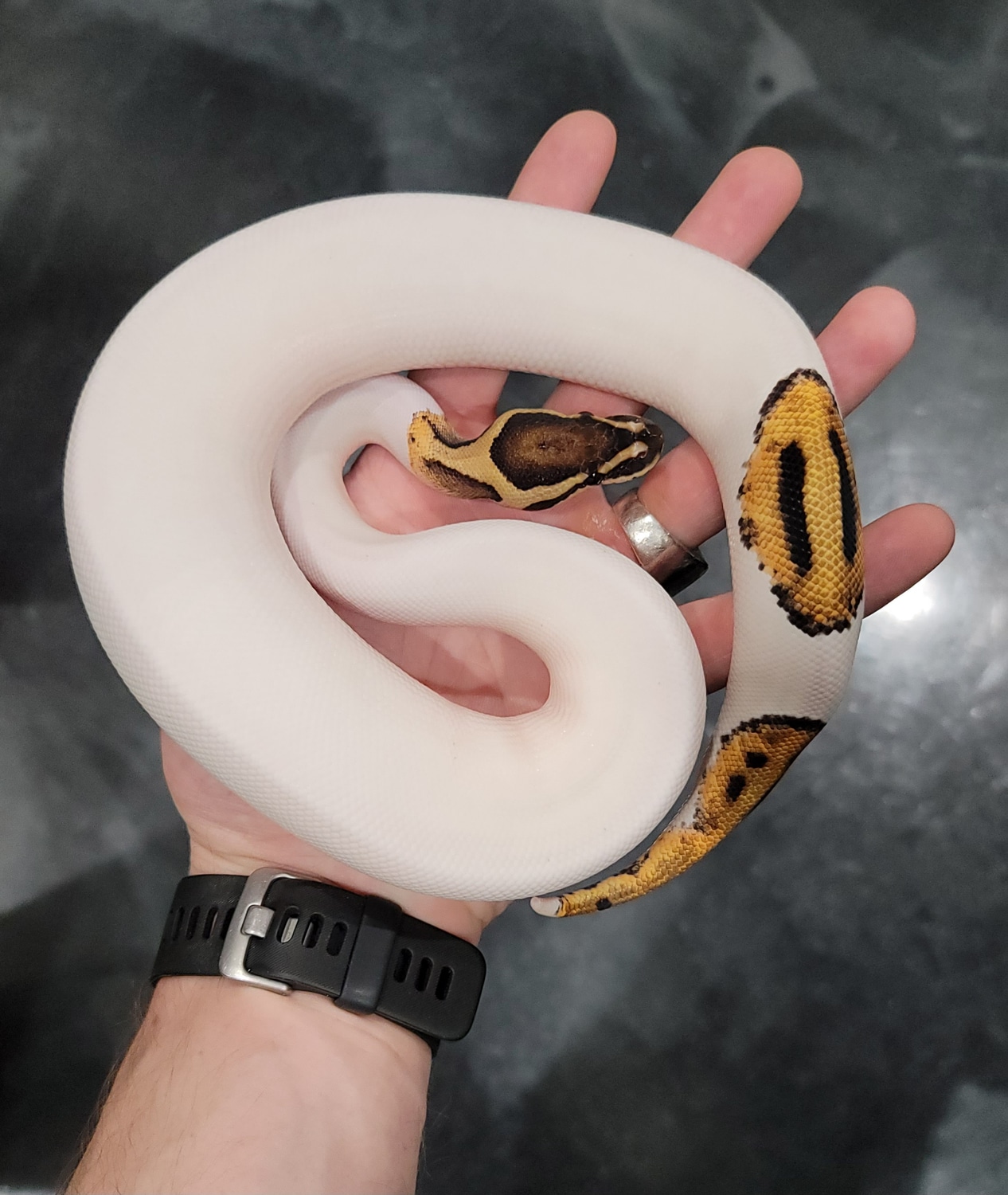 Piebald (Poss, Pastel, YB, GeneX) Ball Python by SDG Pythons - MorphMarket