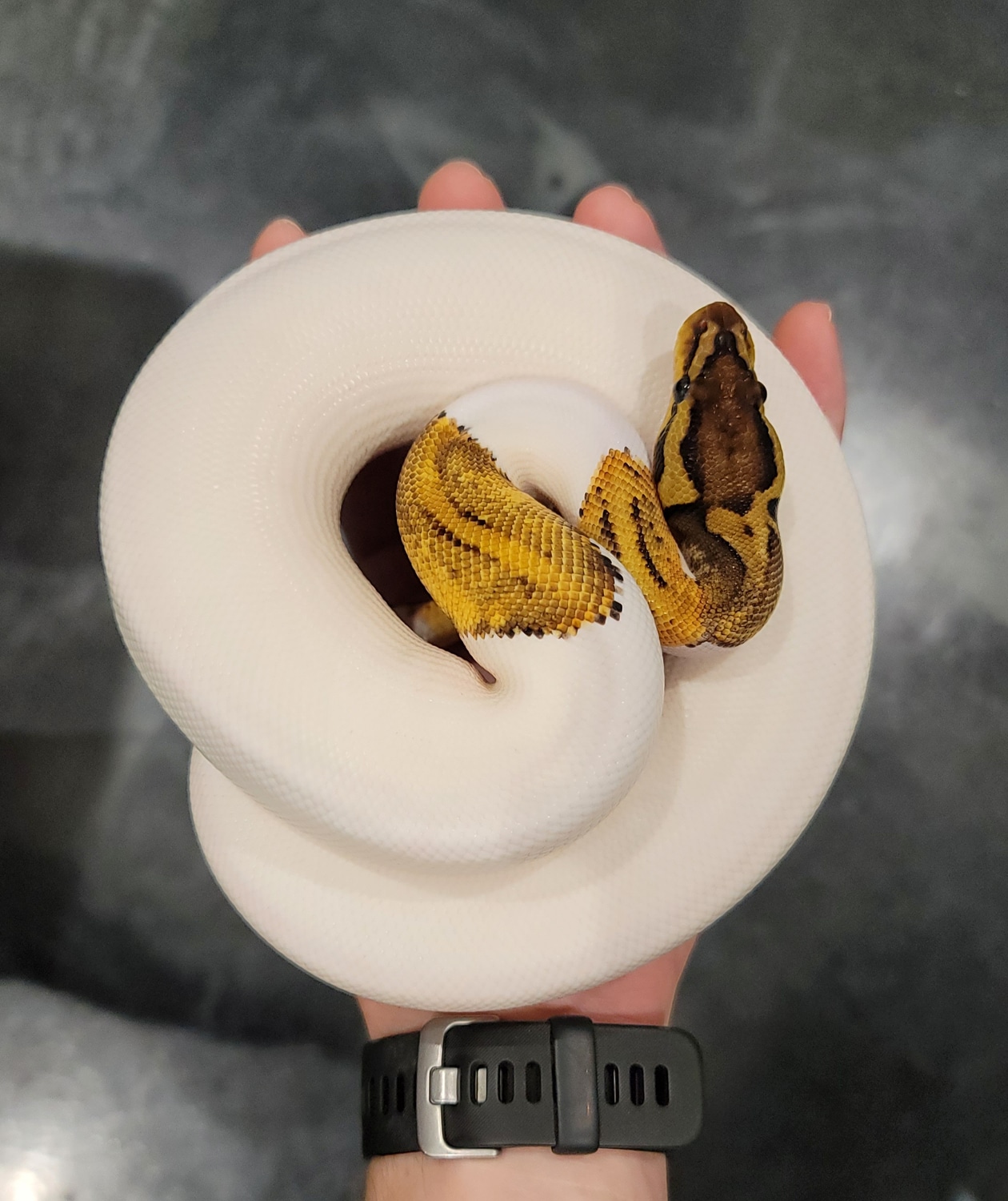Piebald, Pastel, (Prob Genex, Pos Yb) Ball Python by SDG Pythons ...