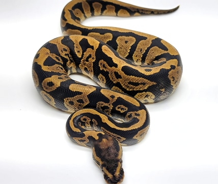 Chimera - Blackhead, Spotnose, Leopard, 66% Het Lavender Albino Ball Python by SDG Pythons ...