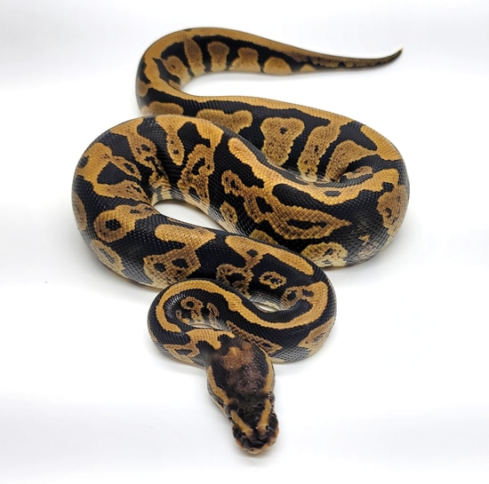 Acid, YB Ball Python by SDG Pythons