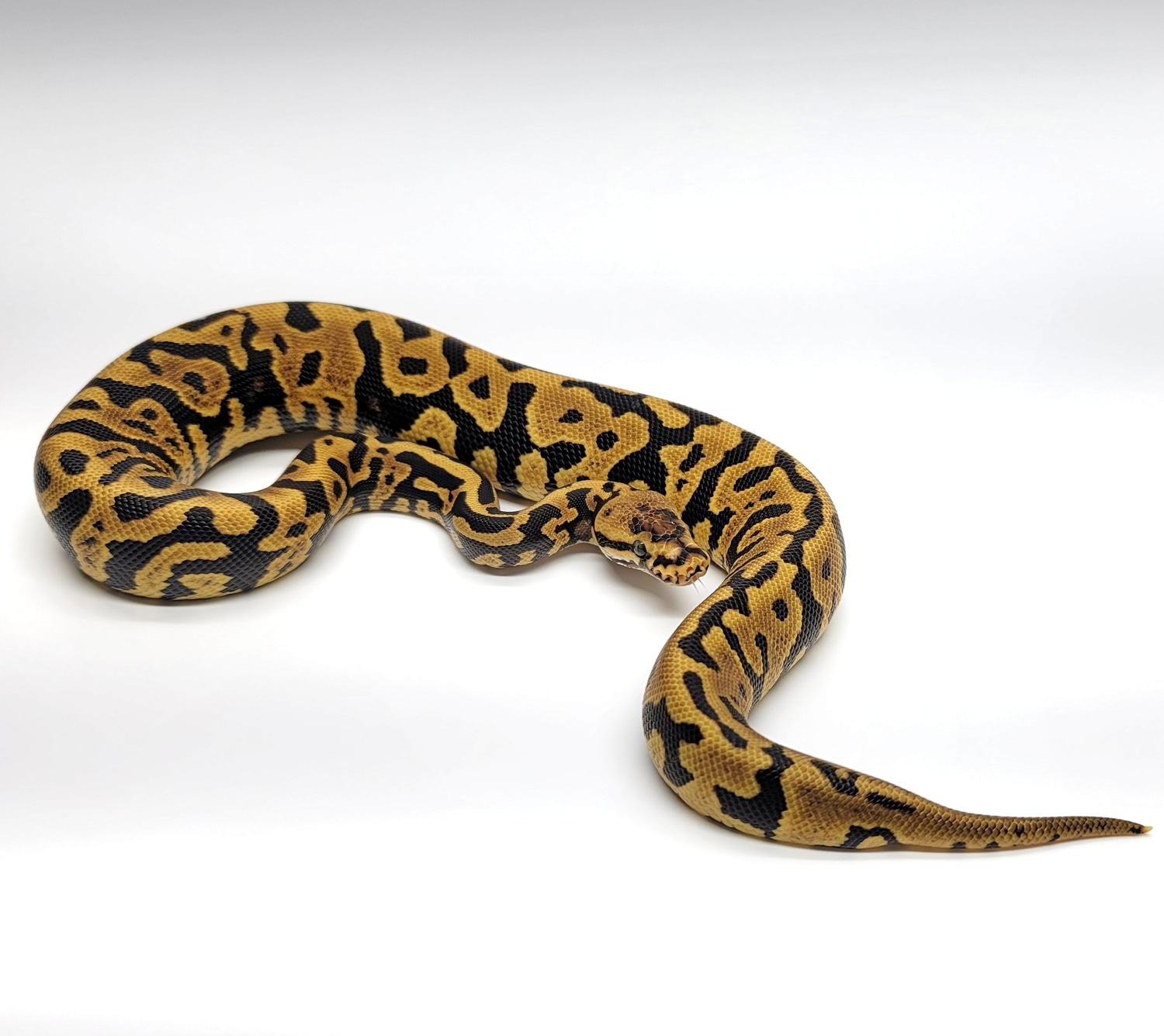 Acid, Spotnose, Yellow Belly Ball Python by SDG Pythons - MorphMarket