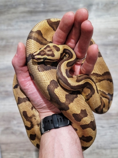 Acid, Fire, Enchi (Pos Het Hypo) PB Ball Python by SDG Pythons