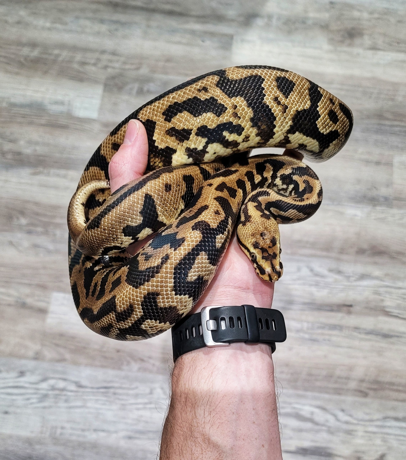 Acid, Spotnose, YB, (Pos OD) PB Ball Python by SDG Pythons - MorphMarket