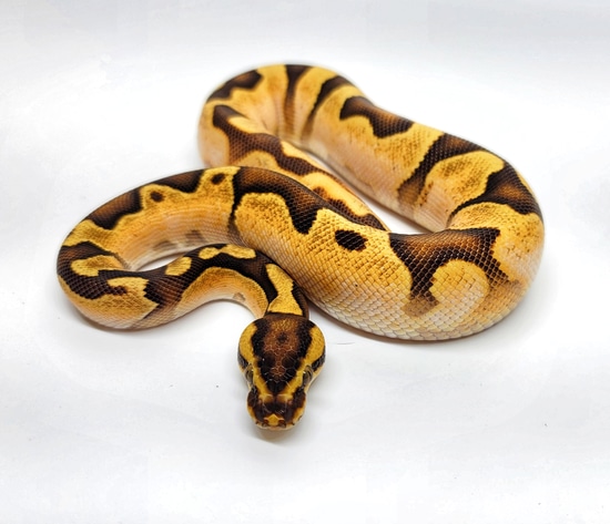 OD, Fire, Enchi, Calico (Pos Leopard) Ball Python by SDG Pythons