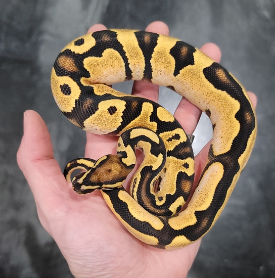 OD, Fire, Leopard, Calico Ball Python by SDG Pythons