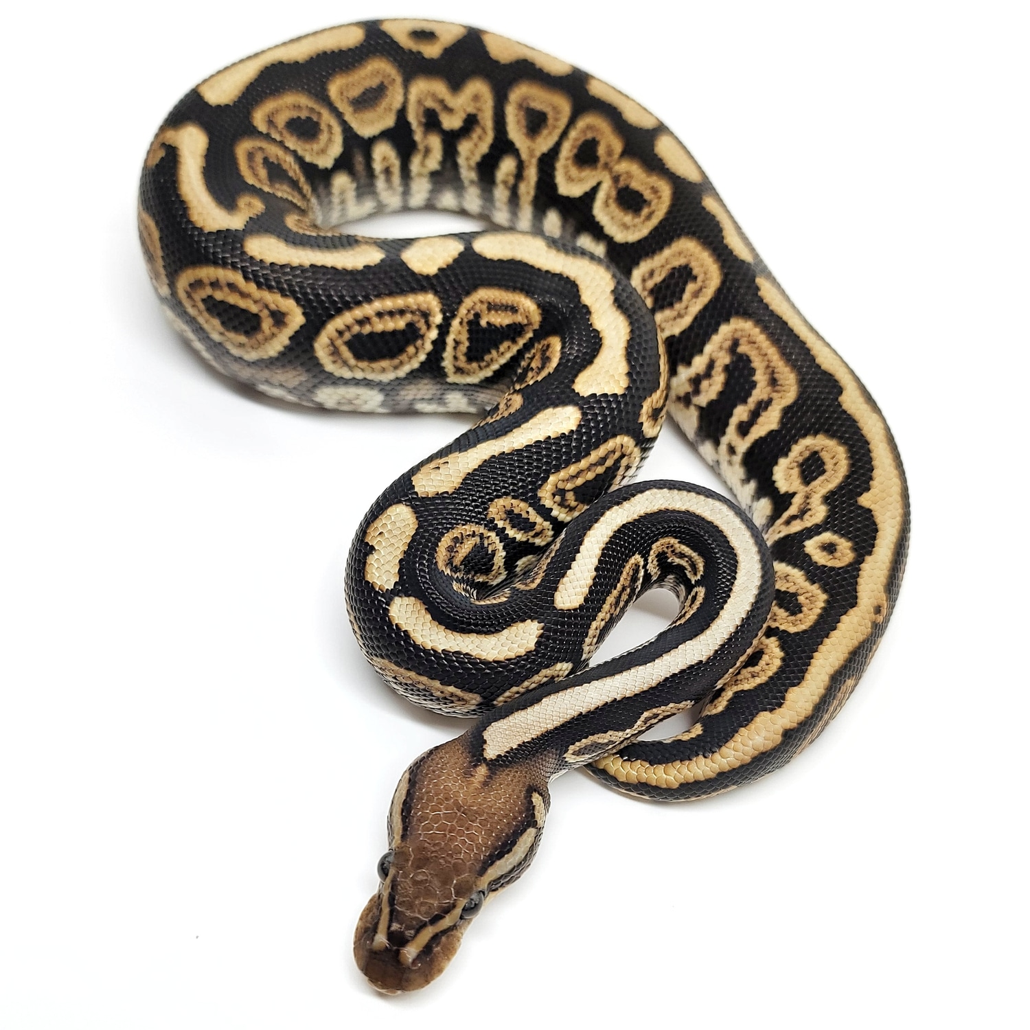Black Pastel, Spotnose, (100 Het Lavender) Ball Python by SDG Pythons ...
