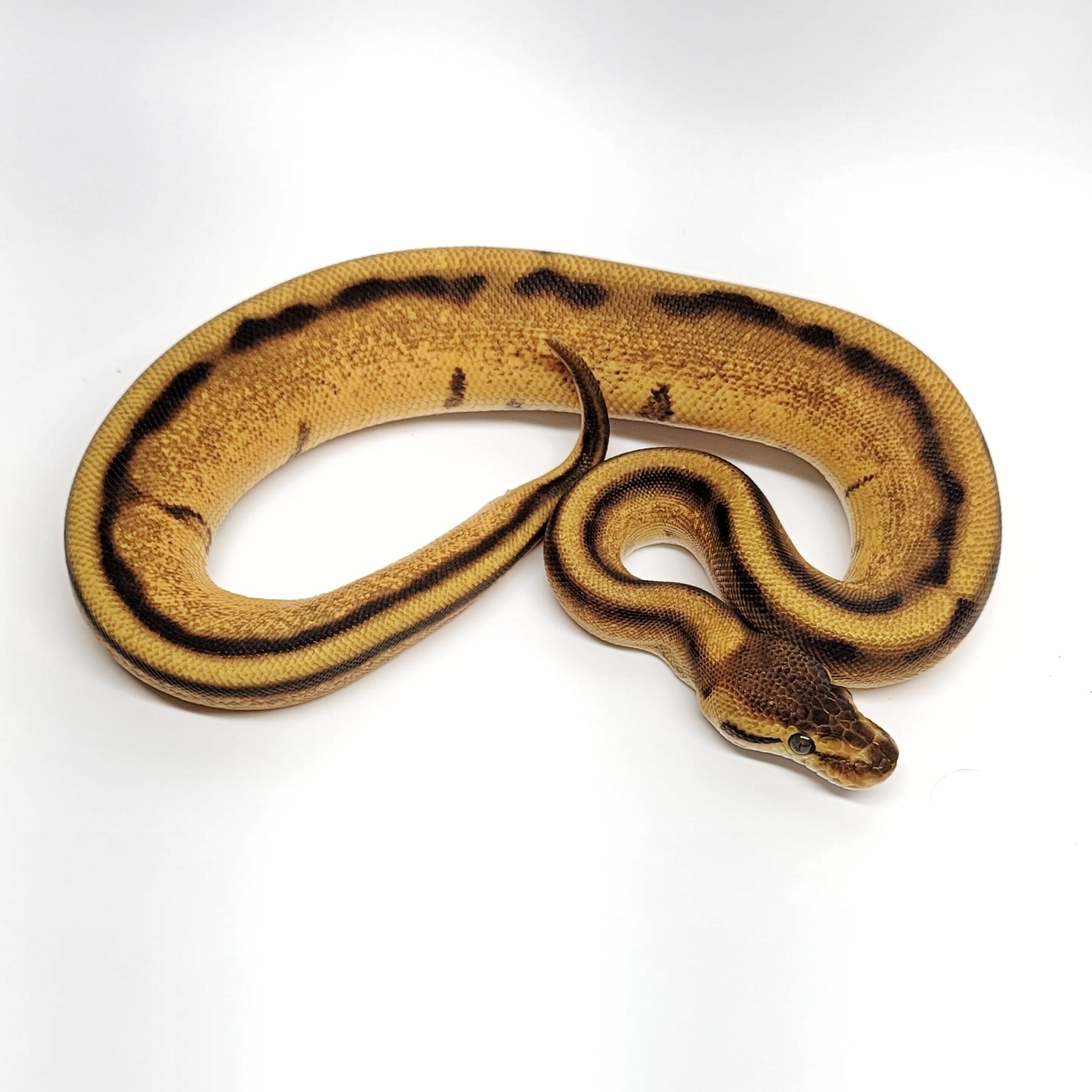 Genetic Stripe, Enchi (100 Het Desert Ghost) Ball Python by SDG Pythons ...