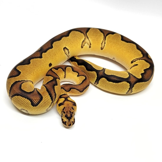 Clown, Enchi Ball Python by SDG Pythons
