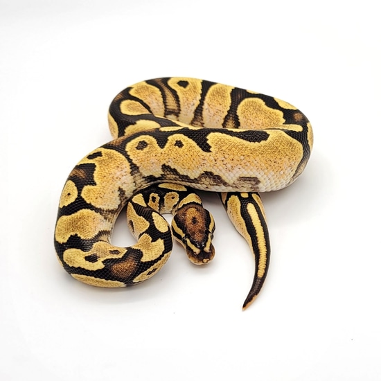 Orange Dream, Leopard, Calico, Fire (Poss. Enchi) Ball Python by SDG ...