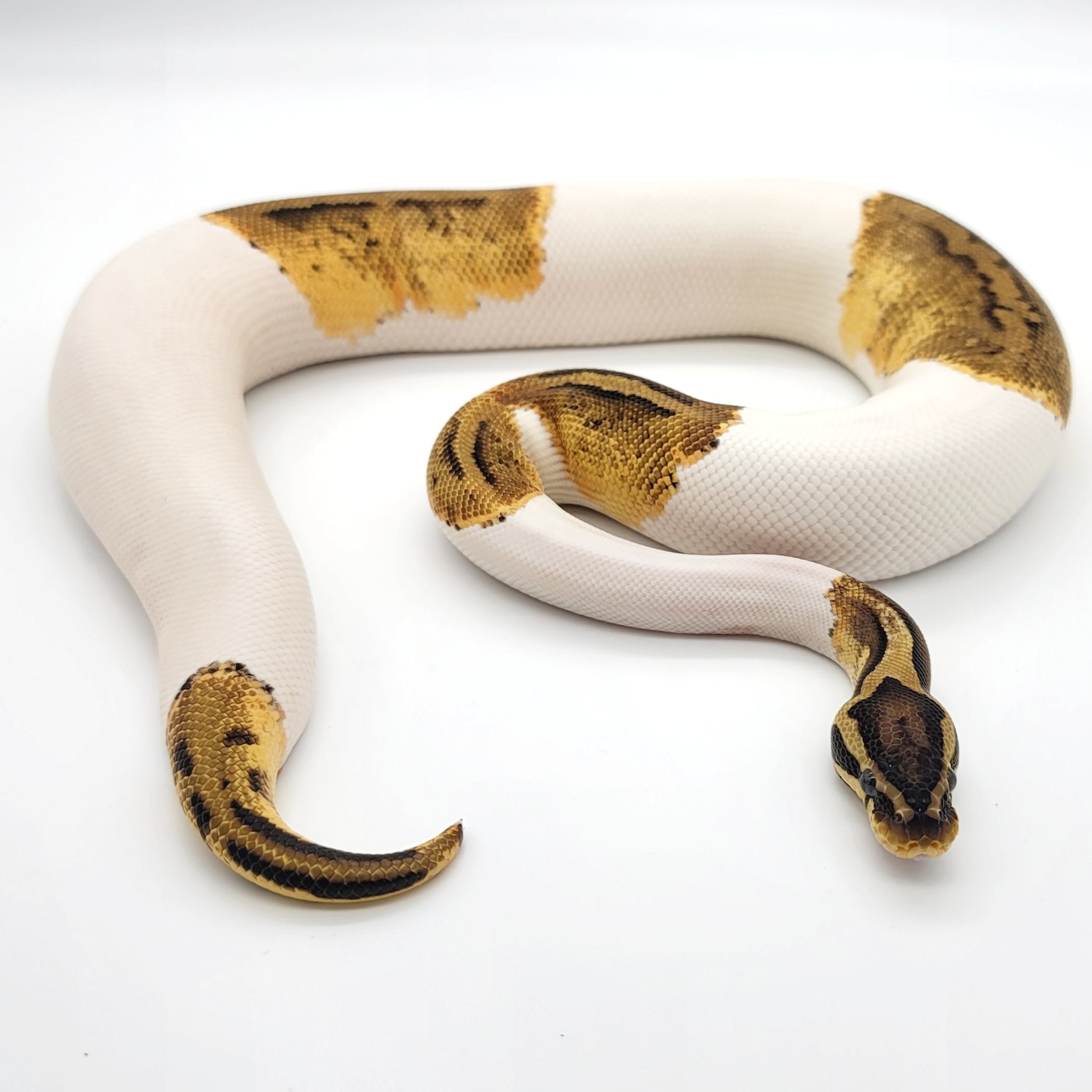 Piebald, Pastel, (Poss YB, Poss GeneX) Ball Python by SDG Pythons ...