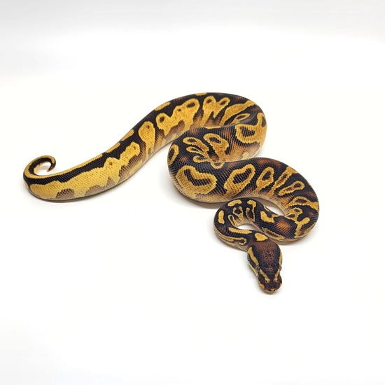 Super Orange Dream, YB, Blitz Ball Python by SDG Pythons