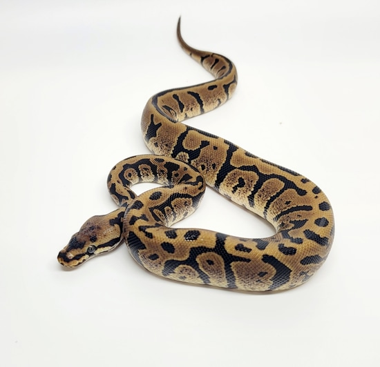 Acid, Spotnose Ball Python by SDG Pythons