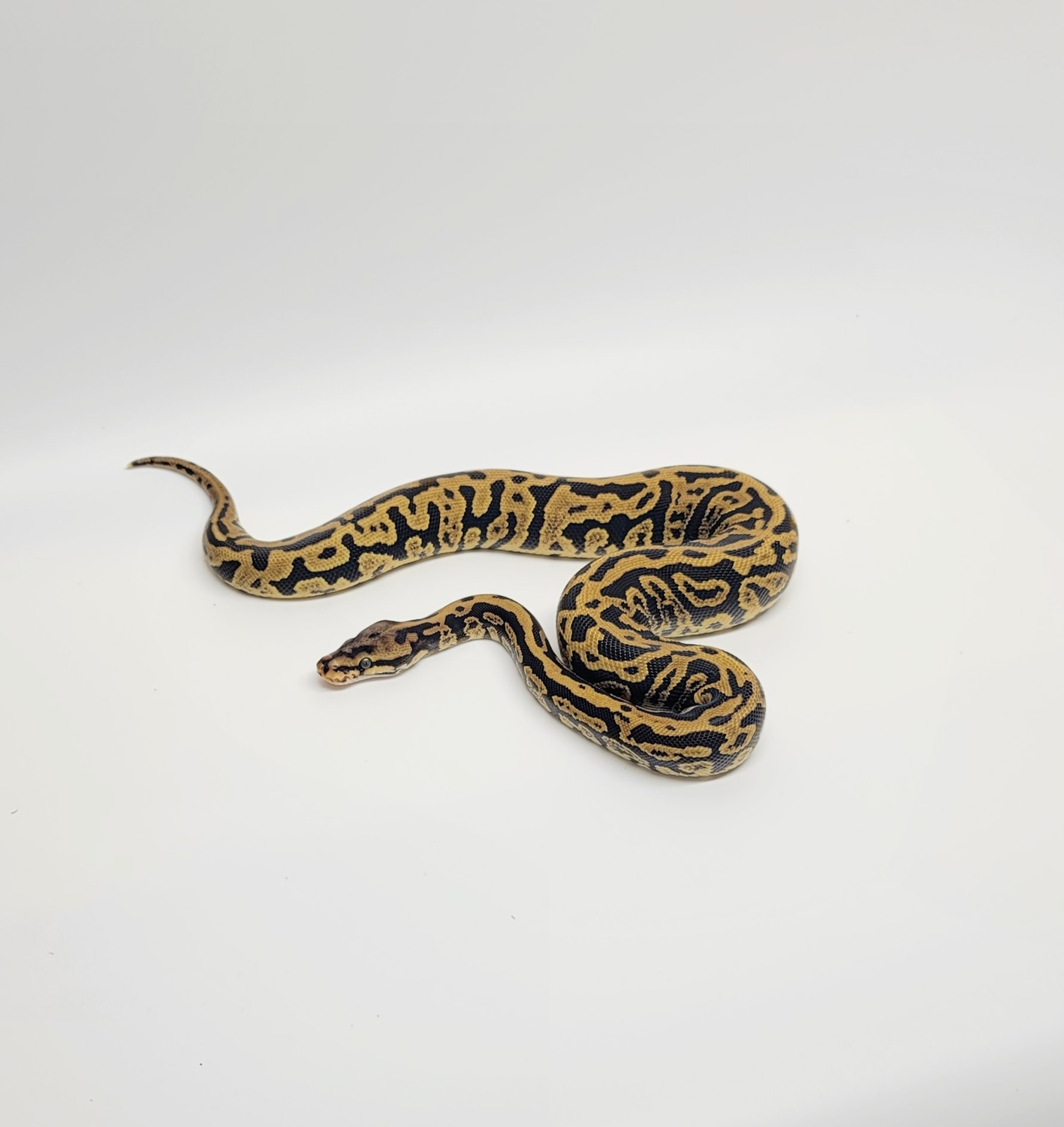 Acid, Spotnose, Yellow Belly Ball Python by SDG Pythons - MorphMarket