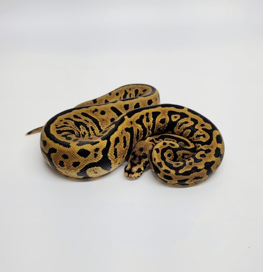 Acid, Spotnose, Yellow Belly Ball Python by SDG Pythons