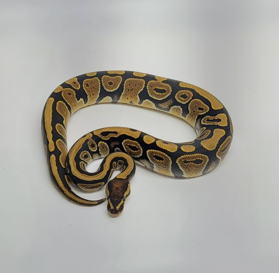 Harlequin Ball Python by SDG Pythons