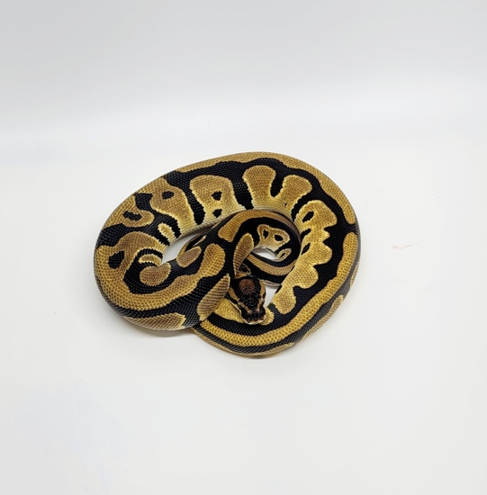 Leopard, OD (Calico Or Harlequin) Ball Python by SDG Pythons