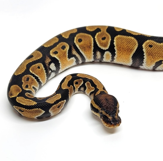 OD (Poss Calico Or Harlequin) Ball Python by SDG Pythons