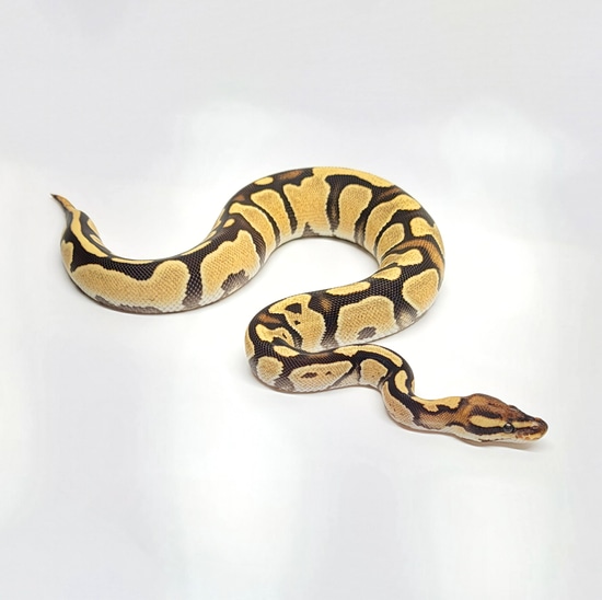 OD, Fire (Poss Calico Or GeneX) Ball Python by SDG Pythons