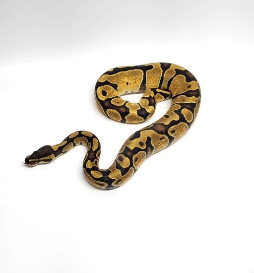 Enchi (Het Ultramel) Ball Python by SDG Pythons