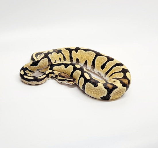 OD, Fire Ball Python by SDG Pythons