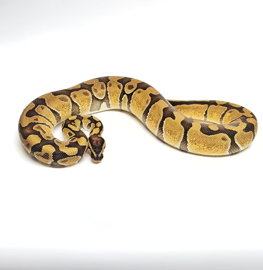 Enchi (Het Clown) Ball Python by SDG Pythons