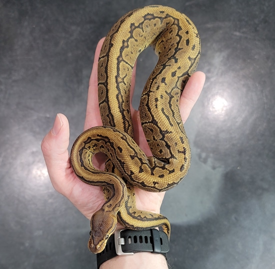 Pinstripe, (Poss Marvel) Ball Python by SDG Pythons