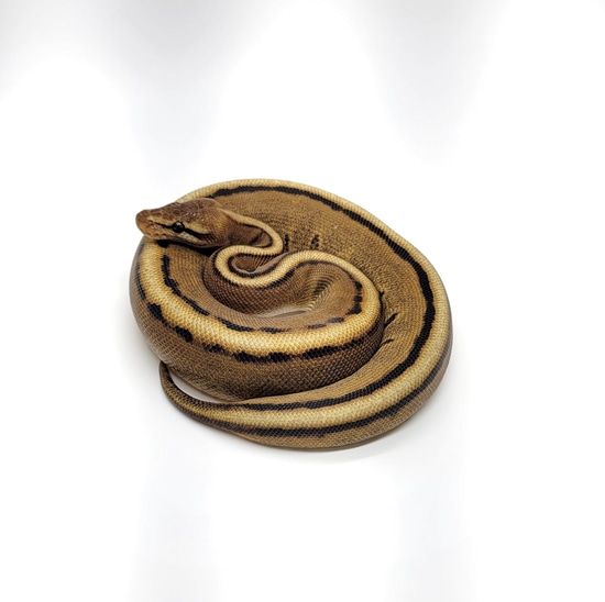 Genetic Stripe, (Het Desert Ghost) Ball Python by SDG Pythons